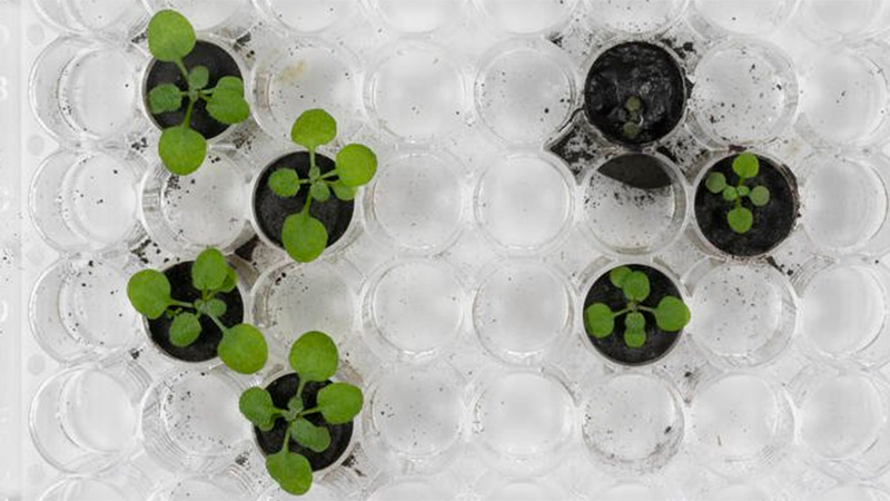 OLN TV | نباتات الأرض تنمو في تربة القمر في إنجاز غير مسبوق